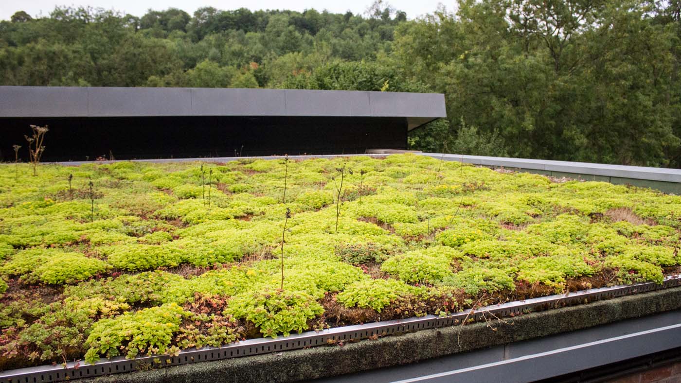 Konstrukce zelené střechy – specifika, která je třeba zohlednit